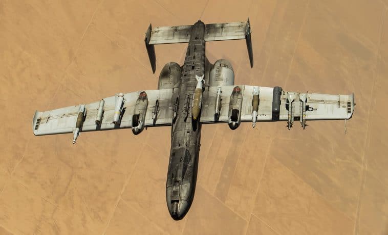 20 Fascinating Warthog Facts That You Probably Didn't Know