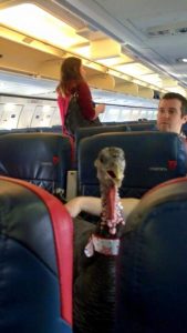 Top 5 Weirdest Emotional Support Animals That Could Be Flying Next To You