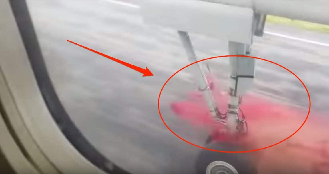 What Really Happened To Bambi: When A Plane Hits A Deer